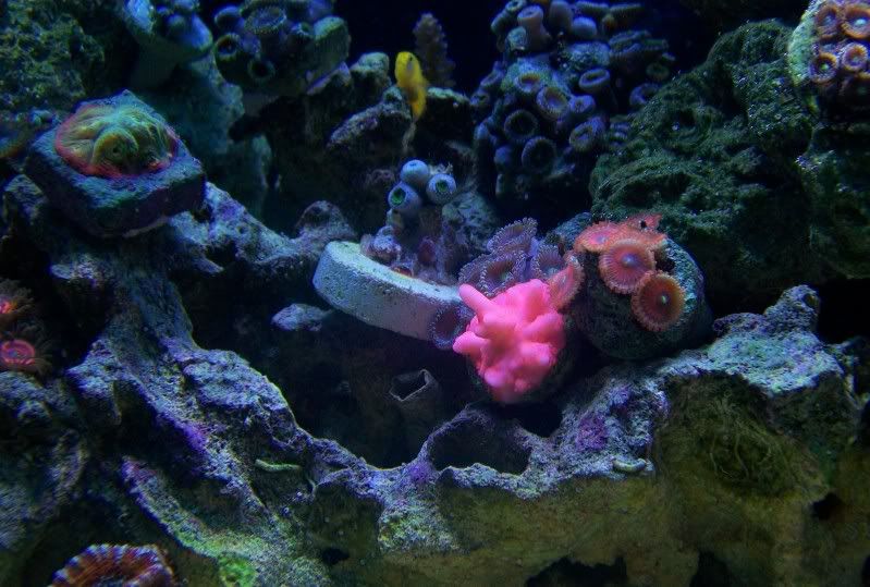Pink setosa..pics | Reef2Reef