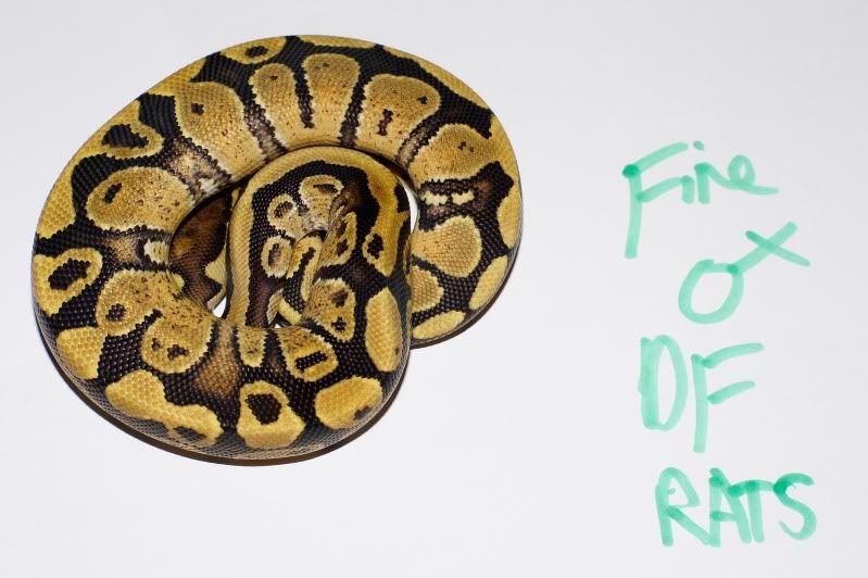 Eastern - Fire and Normal royal pythons AVAILABLE NOW! | Reptile Forums