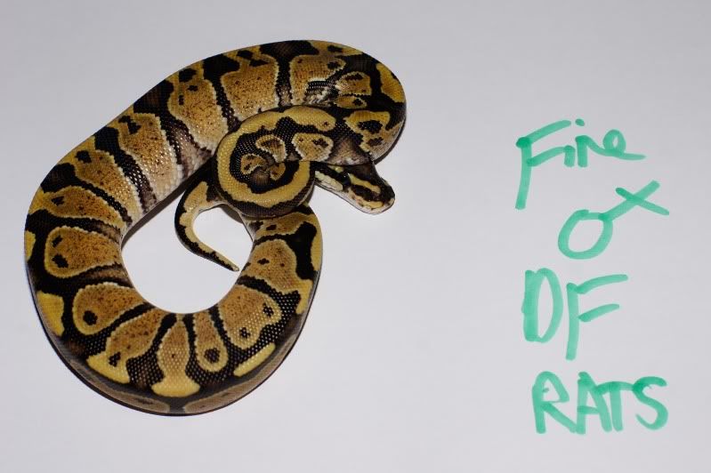 Eastern - Fire and Normal royal pythons AVAILABLE NOW! | Reptile Forums
