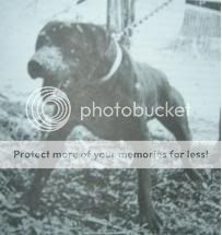historic dogs in apbt history.. | Go Pitbull Forums