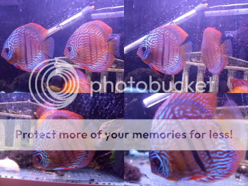 discus ?? | Reptile Forums