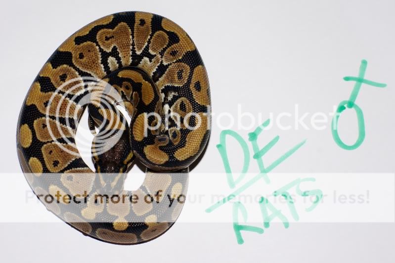 Eastern - Fire and Normal royal pythons AVAILABLE NOW! | Reptile Forums