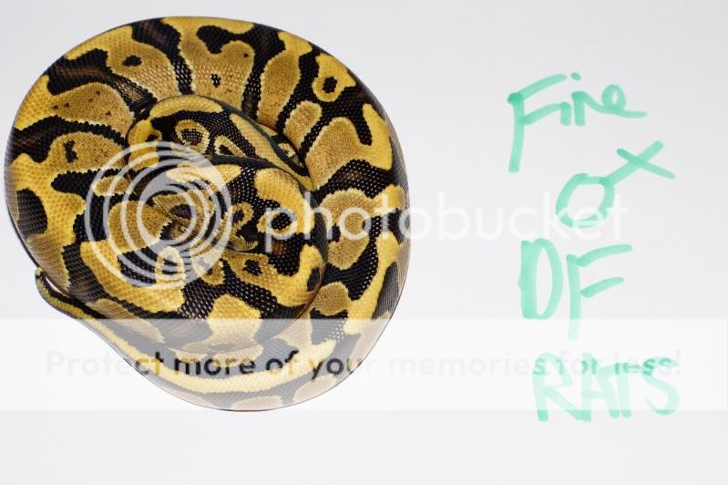 Eastern - Fire and Normal royal pythons AVAILABLE NOW! | Reptile Forums