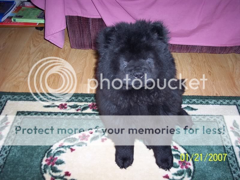 New Chow Chow puppy - ChowChow.org