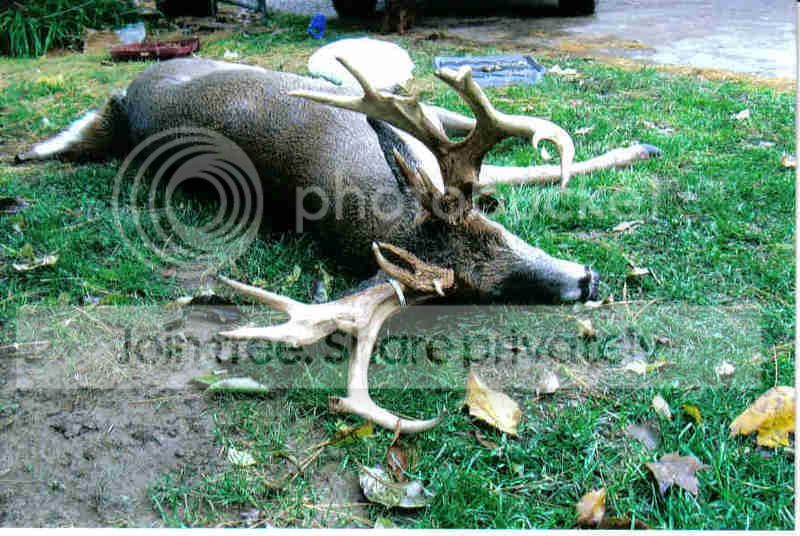 Same Deer ??? PICS | Archery Talk Forum